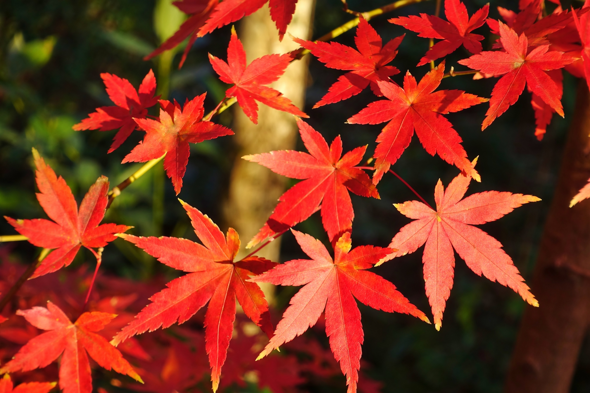 2025年11月「SUISUIの ビューティ de 開運」 – W LIFE